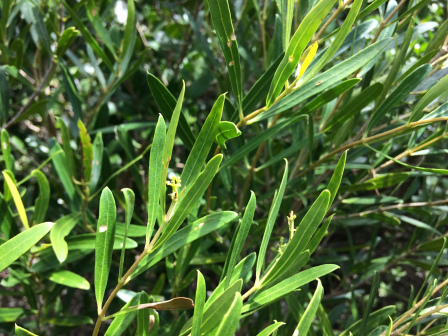 Olea exasperata_百度百科