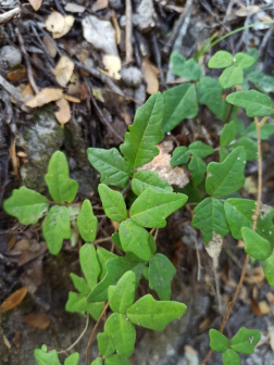 Boquila trifoliolata_百度百科