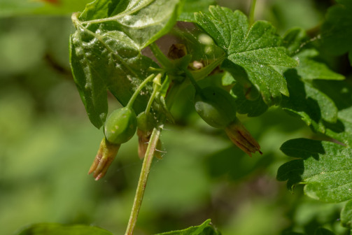 Ribes inerme_百度百科