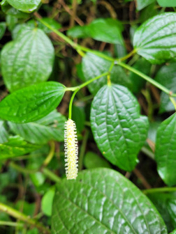 Piper capense_百度百科