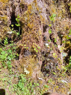 Viola filicaulis_百度百科