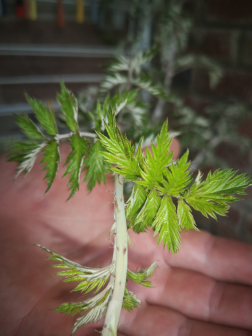 Rubus ludwigii_百度百科