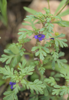 Schistophragma intermedium_百度百科