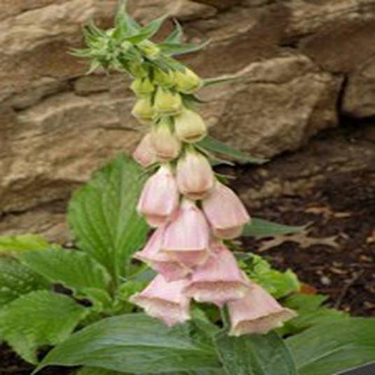 Digitalis × mertonensis_百度百科