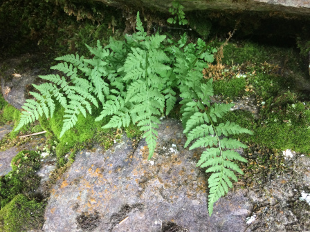 Cystopteris tenuis_百度百科