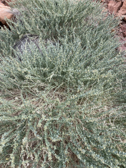 Solenostemma oleifolium_百度百科
