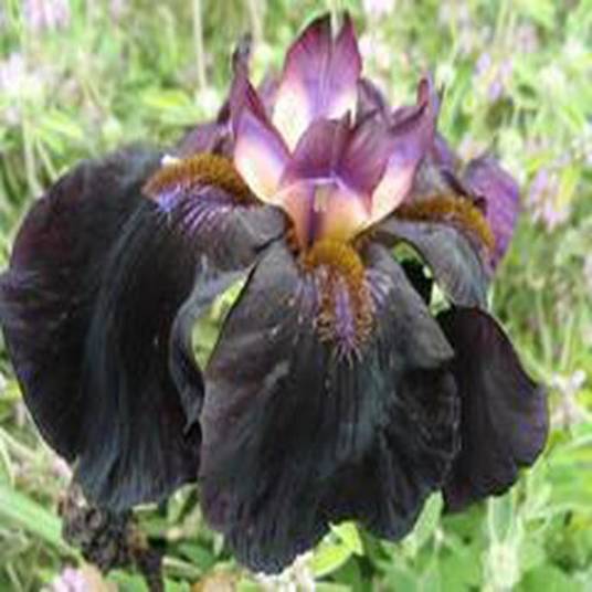 Iris 'Sable Night'_百度百科