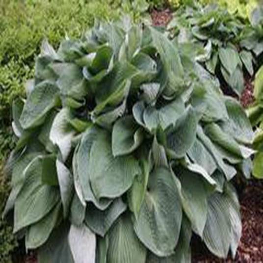 Hosta 'King James'_百度百科