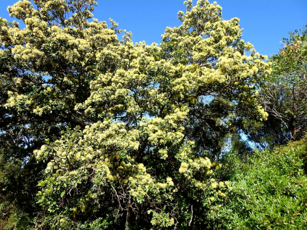 Xanthostemon arenarius_百度百科