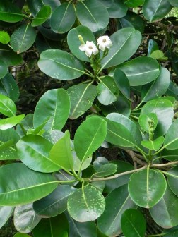 Fagraea berteroana_百度百科