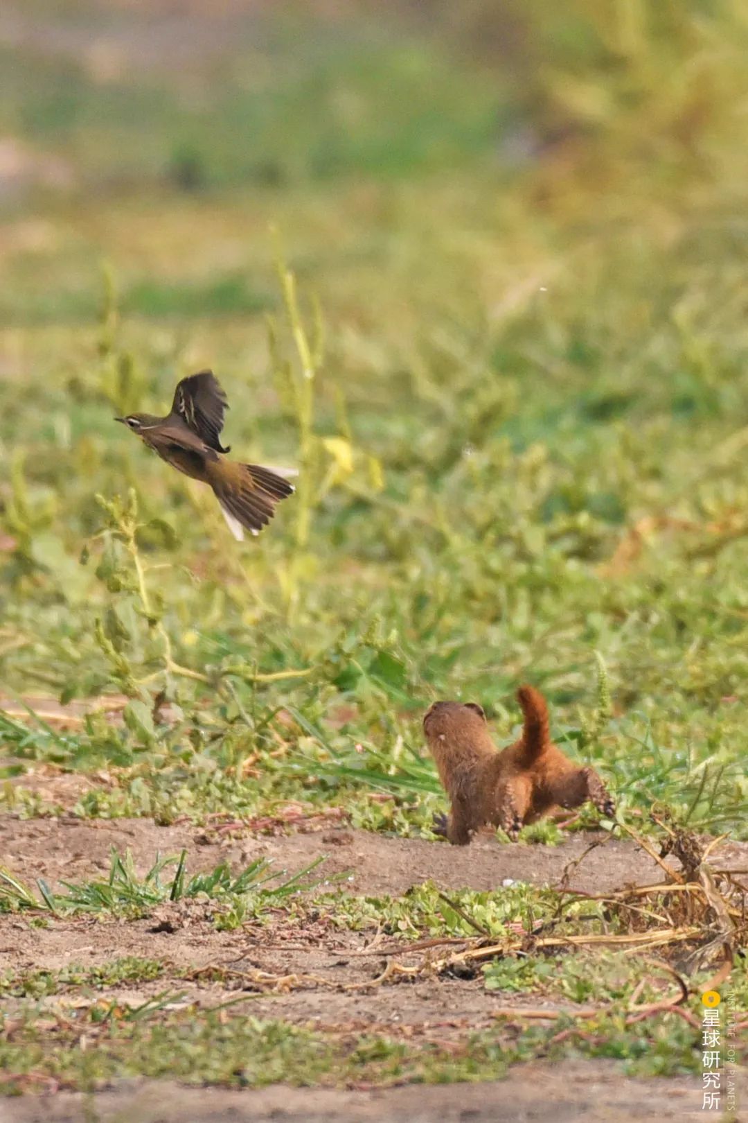 “不疯魔不成活”！鼬鼬们如何演化出你想象不到的“软实力”？_百科TA说