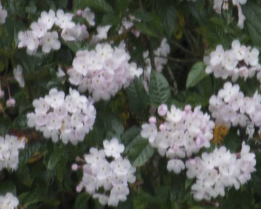 墨脱荚蒾_百度百科