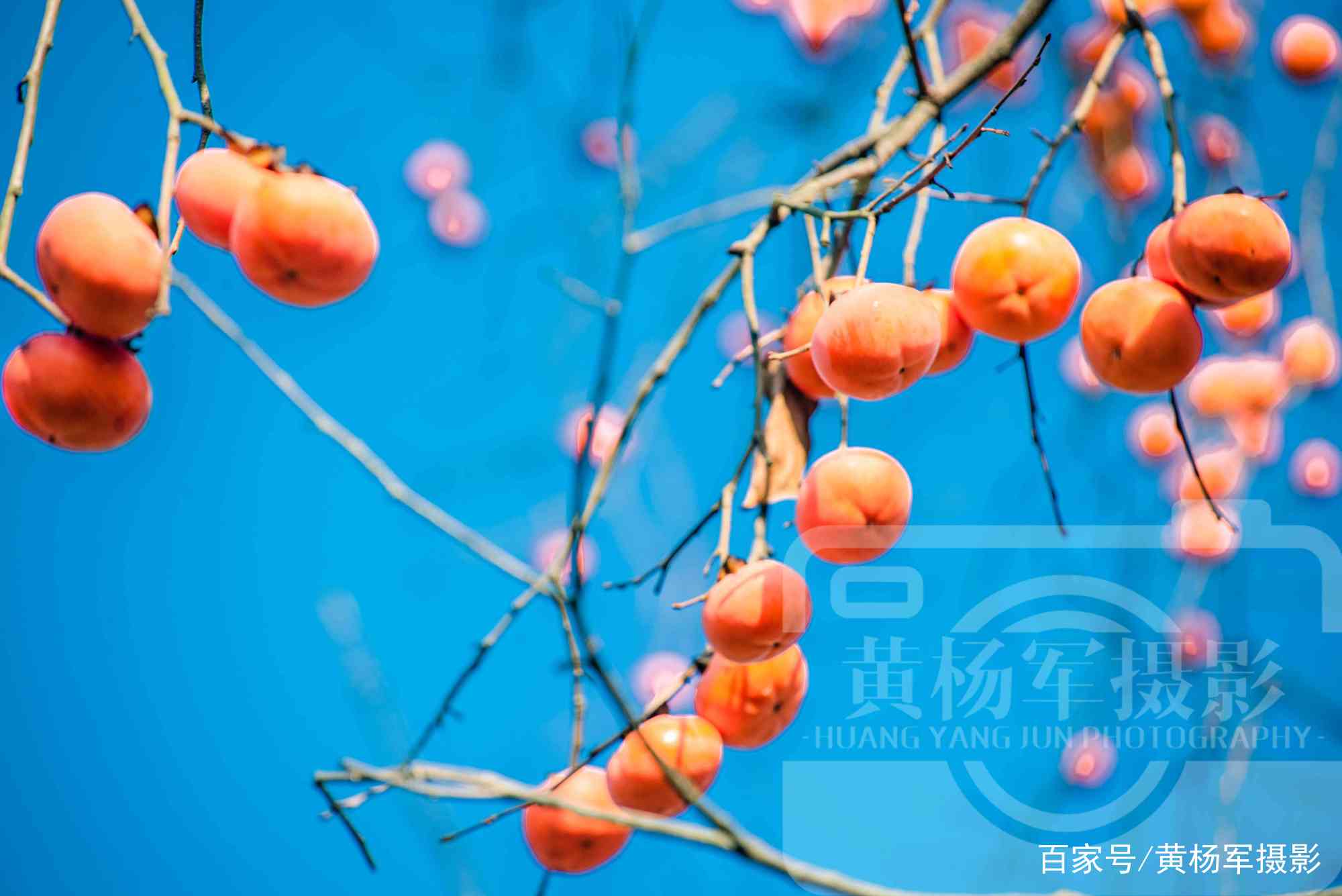 冬日蓝天下挂满枝头的乡村果实，故乡的红柿子难忘的美，景象熟悉_百科TA说