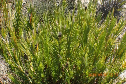 Nivenia inaequalis_百度百科