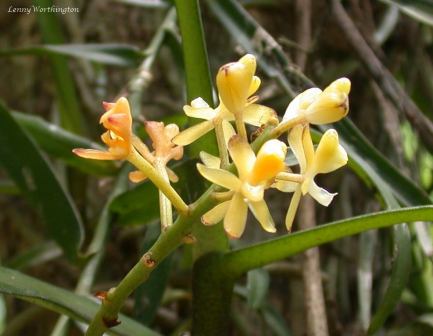 Micropera thailandica_百度百科