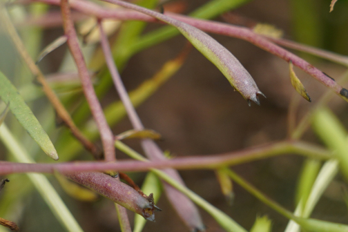 Legenere valdiviana_百度百科