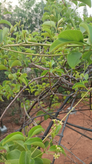 Decalepis hamiltonii_百度百科