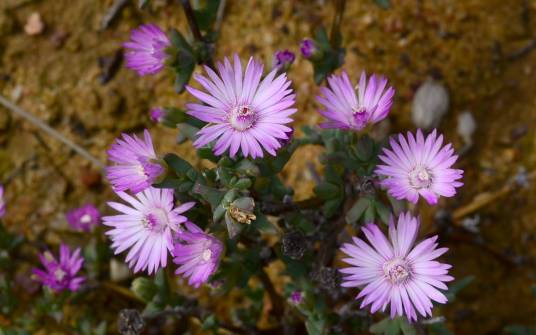 Antimima paucifolia_百度百科