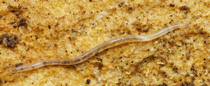 Enchytraeus albidus_百度百科
