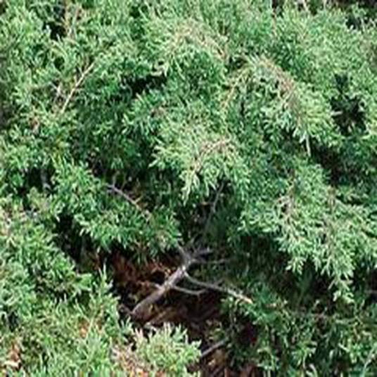 Juniperus communis 'Effusa'_百度百科