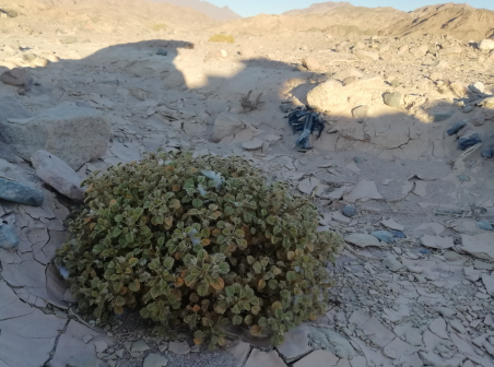 Cleome droserifolia_百度百科