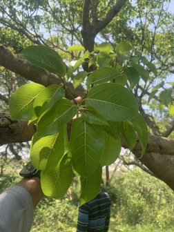 Ficus polita_百度百科