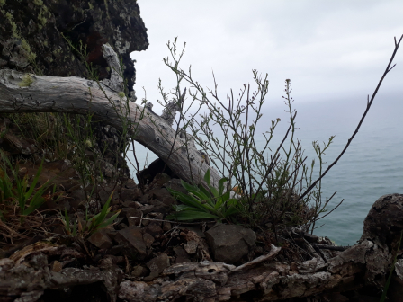 Lepidium africanum_百度百科