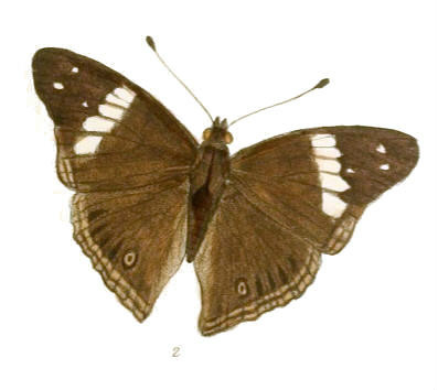 铠蛱蝶属_百度百科