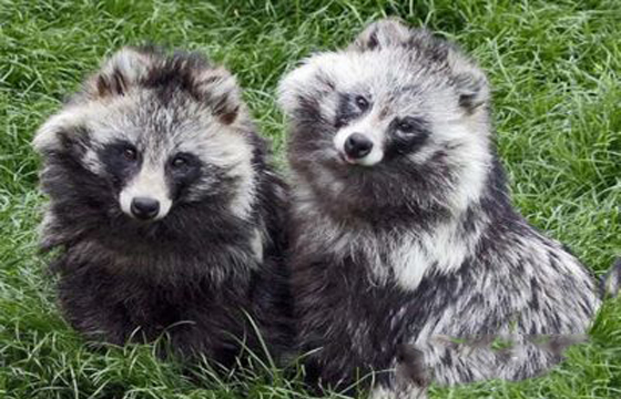 貉：你真的不了解我_百科TA说