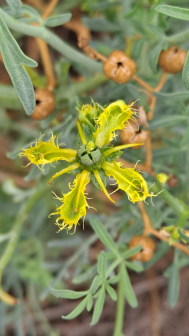 Ruta angustifolia_百度百科