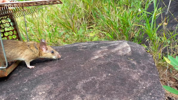 红毛王鼠_百度百科
