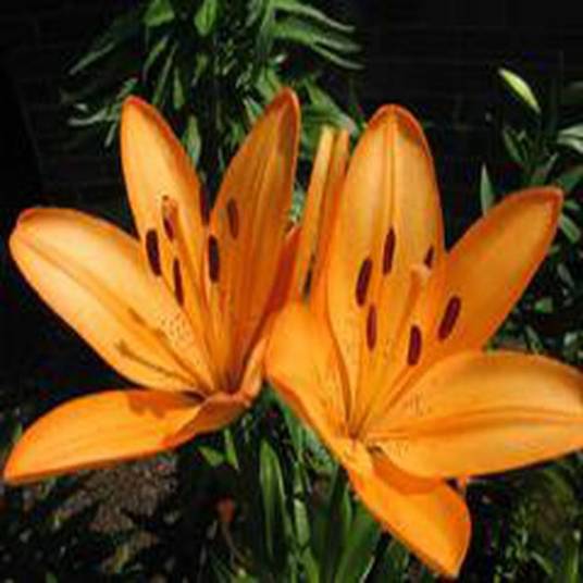 Lilium 'Orange Tycoon'_百度百科