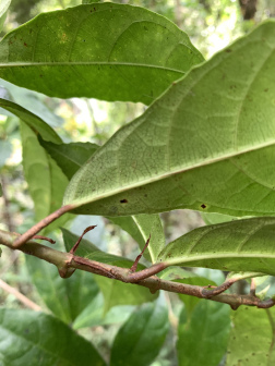 Ficus sinuata_百度百科