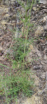 Penstemon dissectus_百度百科