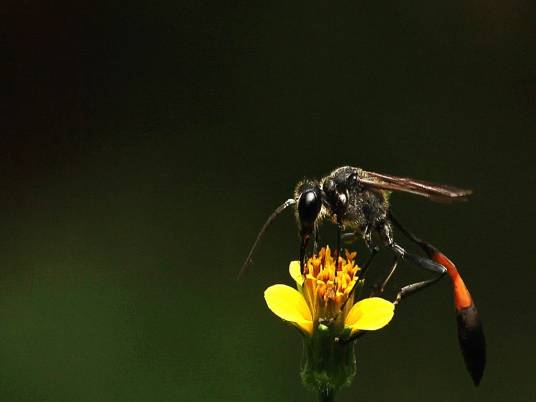 桑蟥聚瘤姬蜂_百度百科
