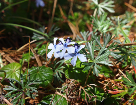Lobelia umbellifera_百度百科