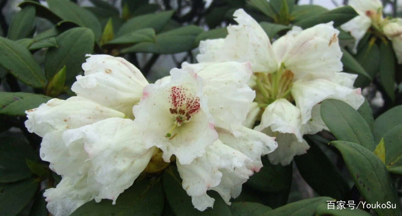 大理苍山迎来野生杜鹃花最佳观赏期！_百科TA说