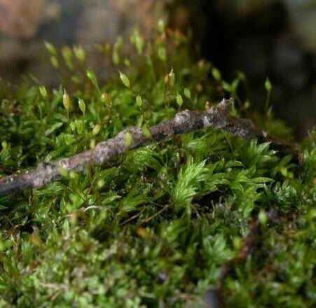 双齿叶齿藓_百度百科