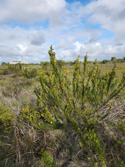 Cyclopia pubescens_百度百科
