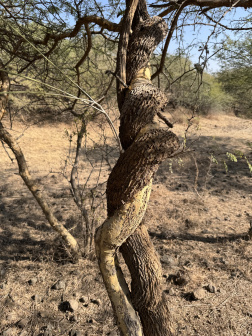 Cocculus pendulus_百度百科