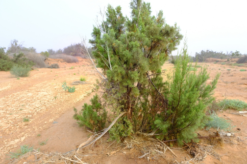 Tamarix usneoides_百度百科