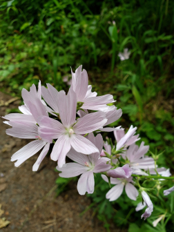 Sidalcea campestris_百度百科