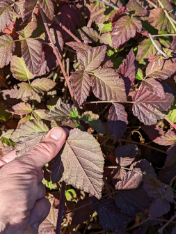 Rubus ursinus_百度百科