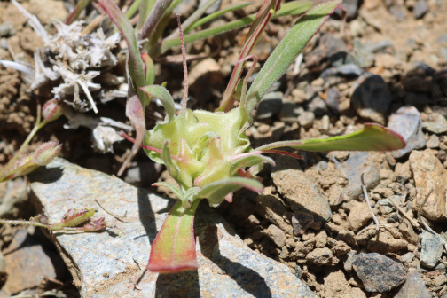 Tetrapteron palmeri_百度百科