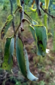 Agelanthus pungu_百度百科