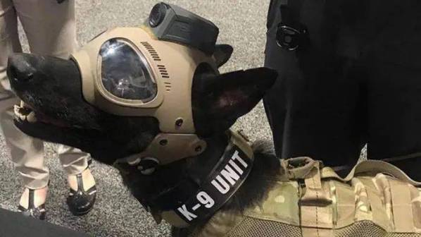 K9（警犬和军犬称呼）_百度百科