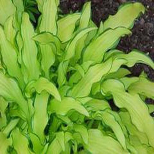 Hosta sieboldii 'Kabitan'_百度百科