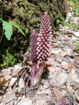 Lathraea rhodopea_百度百科