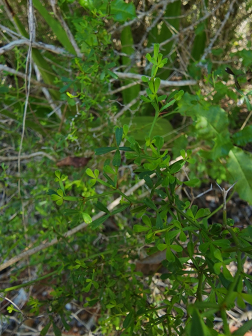 Zanthoxylum tragodes_百度百科
