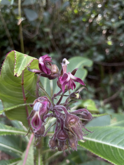 Lobelia robusta_百度百科